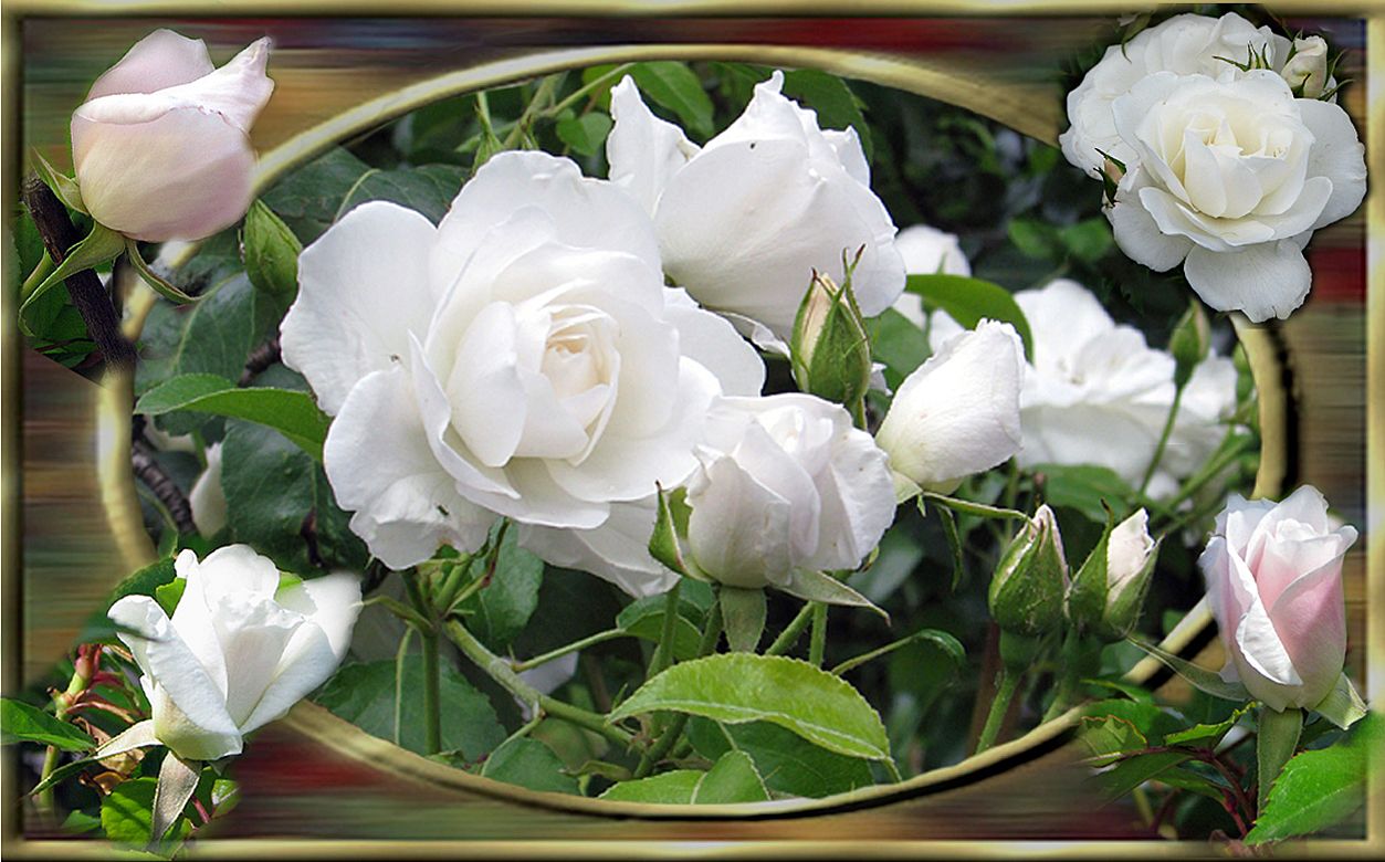 ROSES BLANCHES DE MON JARDIN ROSES BLANCHES DE MON JARDIN